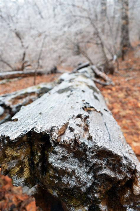 Free Images Tree Nature Forest Rock Branch Snow Winter Wood