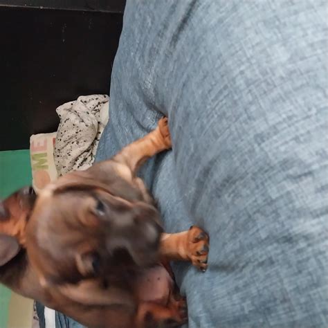 Two Male 8 Week Old Miniature Dutch Hound Puppies Puppies Junk Mail