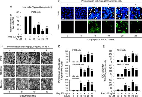 Rapamycin Attenuates Cd Induced Apoptotic Cell Death In Neuronal Cells
