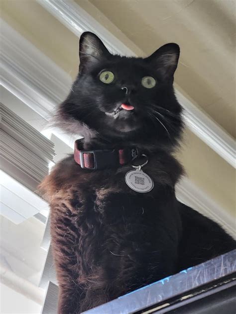 No Thought Only Blep Rblep