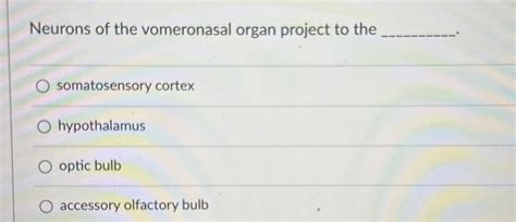 Solved Neurons Of The Vomeronasal Organ Project To