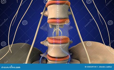 Peripheral Nervous System Conveying Signals From Nerves Stock