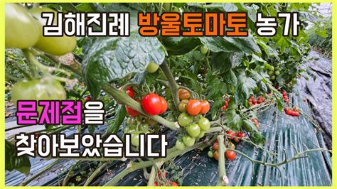 97 김해진례 방울토마토 농가 문제점을 찾아보았습니다 천연비료 무농약 식물영양제 그린톡톡 텃밭가꾸기 베란다텃밭