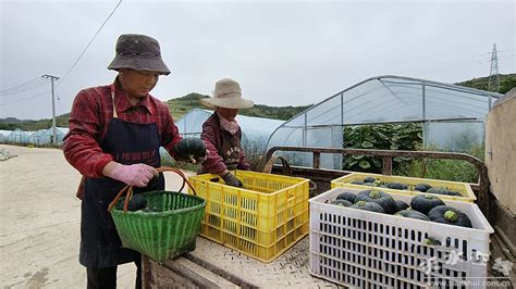齐寿镇：贝贝南瓜喜丰收 特色产业富乡村图 天水在线