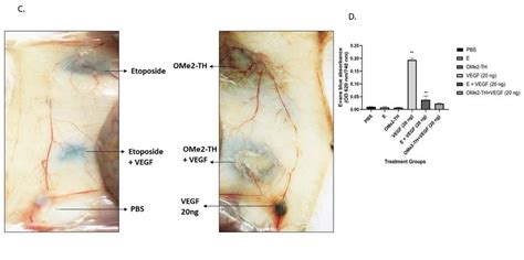Analysis Of Inhibition Of Vegf Induced Vascular Permeability By Miles