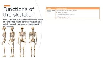 Functions Of The Skeletal System IGCSE PE Physical Education TPT
