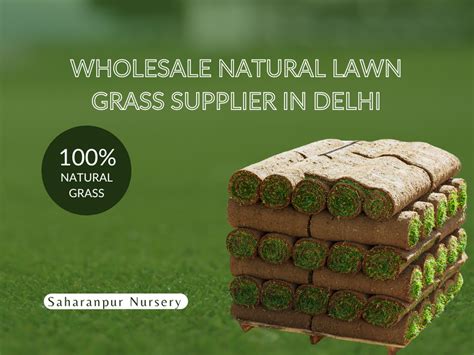 Wholesale Natural Lawn Grass Supplier In Delhi Saharanpur Nursery