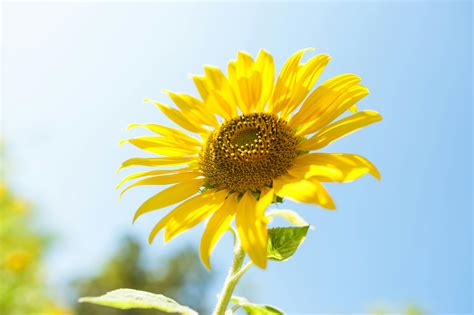 거친 건강한 계절 고요한 꽃 꽃잎 나뭇잎 노란색 다채로운 맑은 날 매크로 바탕화면 밝은 배경 생물