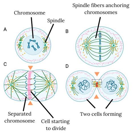 Chromosomal Errors In Ivf What Is Aneuploidy And What Causes It Remembryo