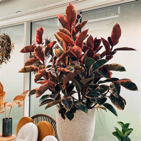 Ficus Tineke Rubber Plant Care Guide