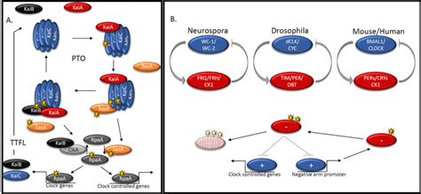 Minimal Schematic Representations Of Circadian Model Systems A