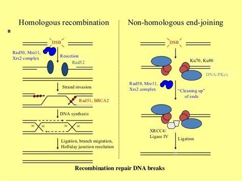 Homologous Recombination Hr
