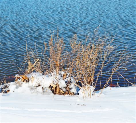 Winter Grass Stock Image Colourbox