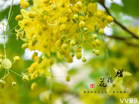 腊肠花七绝 腊肠花的散文诗句 腊肠花七律 第5页 大山谷图库