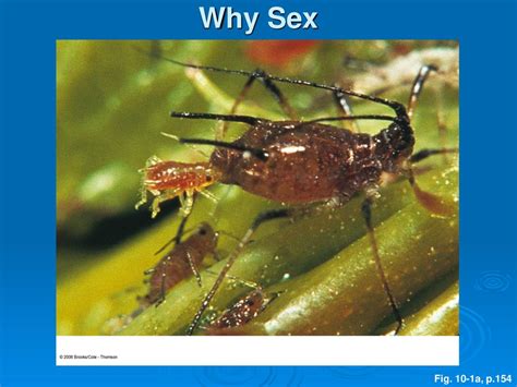PowerLecture Chapter Ppt Download