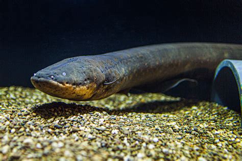 Electric Eels Shock You In More Than One Way Science Focus