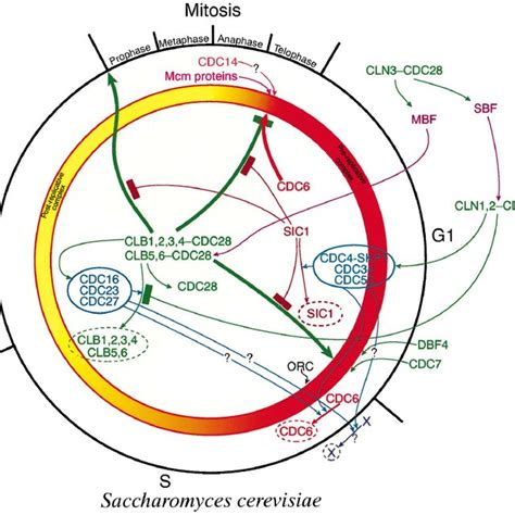 Cell Cycle Regulation Of Dna Replication In Schizosaccharomyces Pombe