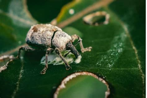 How Many Legs Do Insects Have What Is An Insect Earth Life