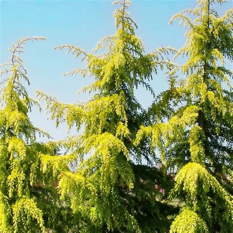 Golden Deodar Cedar Trees For Sale The Tree Center
