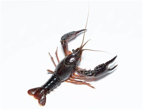 Premium Photo Crab Procambarus Clarkii With White Background