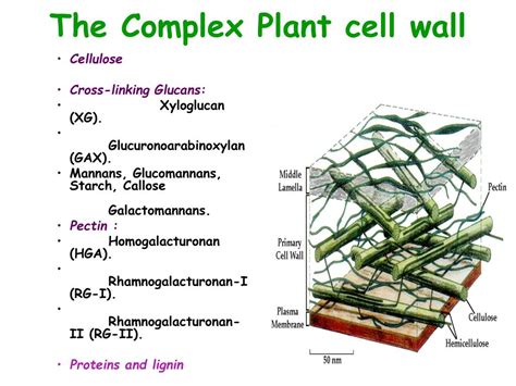 Plant Complex