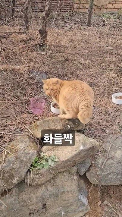 참을 수 없는 뒤태 Shorts Youtube