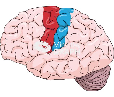Sensorimotor Cortex Brain