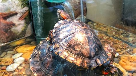 Do Turtles Need Heat Lamp Why The Turtle Hub