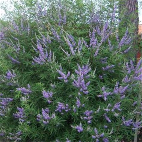 100pcs Vitex Seeds Vitex Negundo Herb Shrub Plant Seed