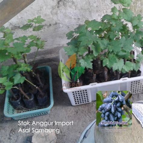 Jual Bibit Anggur Import Diamond Agro Bibit Id