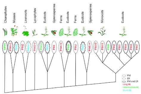 A Simplified Phylogenetic Tree Of The Major PIN Lineages In Plants As