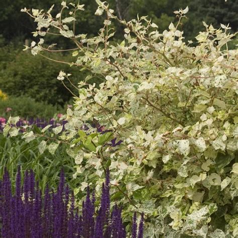 Fallopia Japonica Variegata From Neil Vanderkruk Holdings Inc