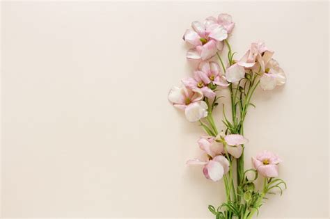 베이지 색 배경 상단보기에 분홍색 꽃 Ranunculus 프레임 공간을 복사합니다 꽃 카드 꽃 모형 배경 베이지 배경에 대한