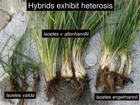 PPT The Genus Isoetes Lycophyta In The Southeastern United States