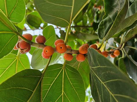 Red Fig In Banyan Tree