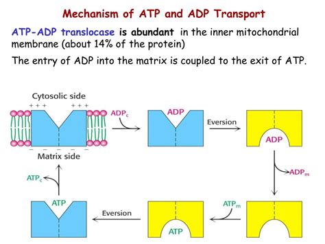 Proton Gradient That Drives Atp Synthesis Terybuyers