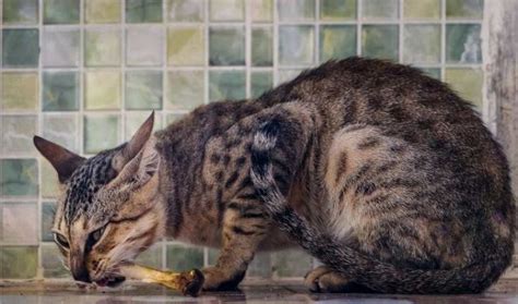 Can Cats Eat Fried Chicken Is It Safe To Feed Is Eating Chicken