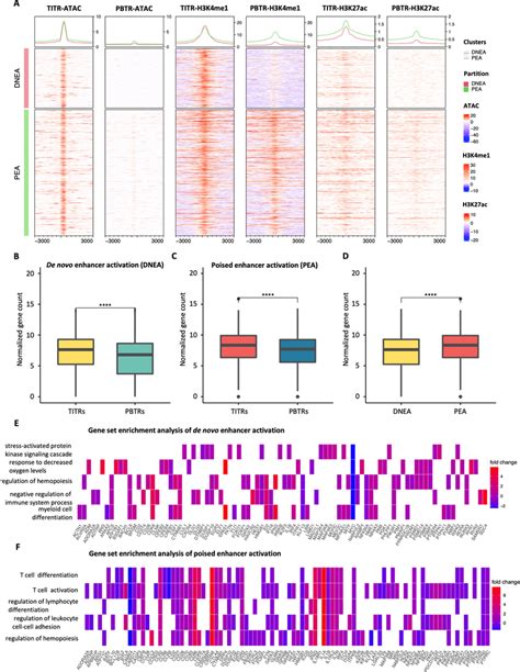 De Novo Enhancer Activation And Poised Enhancer Activation In Titrs A