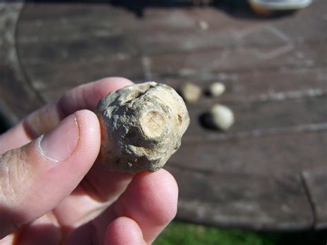 Are These Blastoids Fossil Id The Fossil Forum