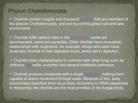 Phylum Chytridiomycota Examples