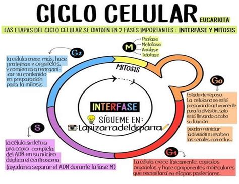 Cartel De Ciclo Celular Esquemas Y Mapas Conceptuales De Biología