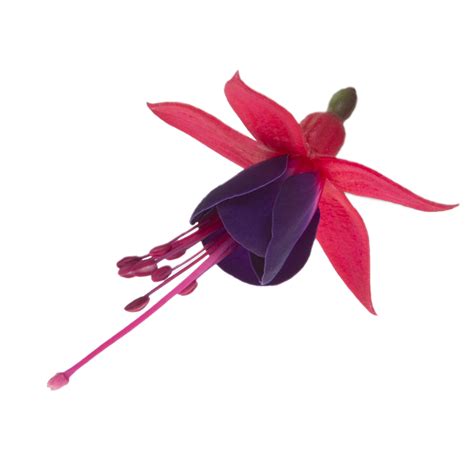Fuchsia x hybrida Sacha - Schneider BV - Schneider, Young plant and ...