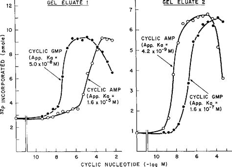 Figure 1 From Cyclic Nucleotide Dependent Protein Kinases Of Guanosine