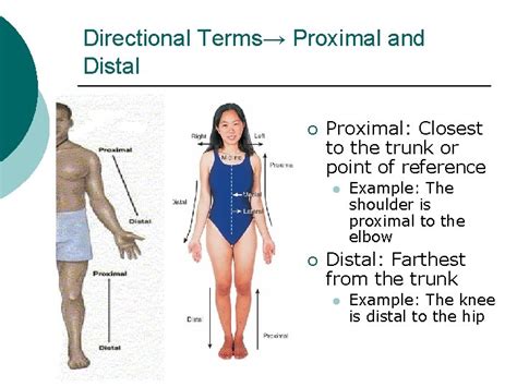 Unit 2 Basics Of Human Anatomy And Physiology