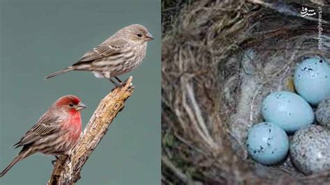 عکس ۱۰ پرنده‌ای که تخم آبی می‌گذارند