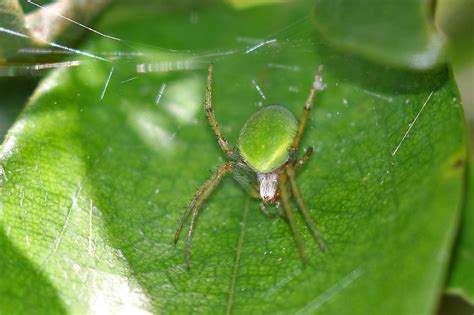 類青新園蛛 Neoscona Scylloides 澳門生態網