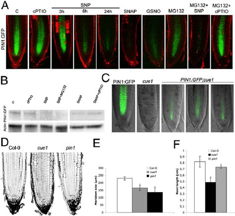 Disappearance Of Pin1 After No Treatment And Comparison Of Cue1 And Download Scientific Diagram