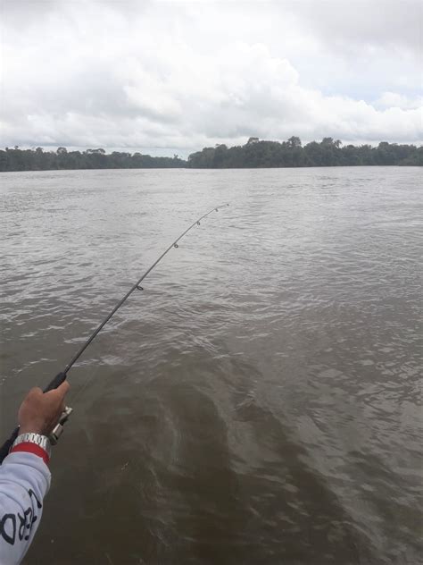 FIM DA PIRACEMA Pesca nos rios de Mato Grosso é liberada a partir deste sábado 1 Jornal da