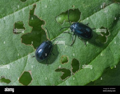 Alder Leaf Beetles Agelastica Alni On The Leaves Of Alder Alnus