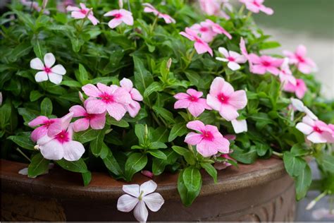 写真 ガーデニング暑さに強い多年草一年草8選華やかにこんもり花咲く夏の定番花 もりもり育って鮮やかに花開くオシャレな草花を